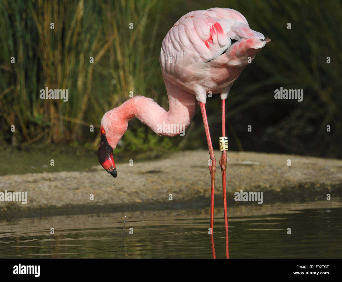 Lesser Flamingo (Phoenicopterus minor Stock Photo - Alamy