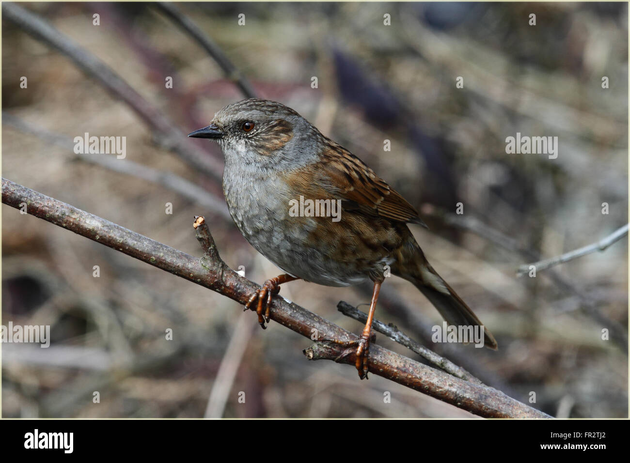 Dunnock (Prunella modularis Stock Photo - Alamy