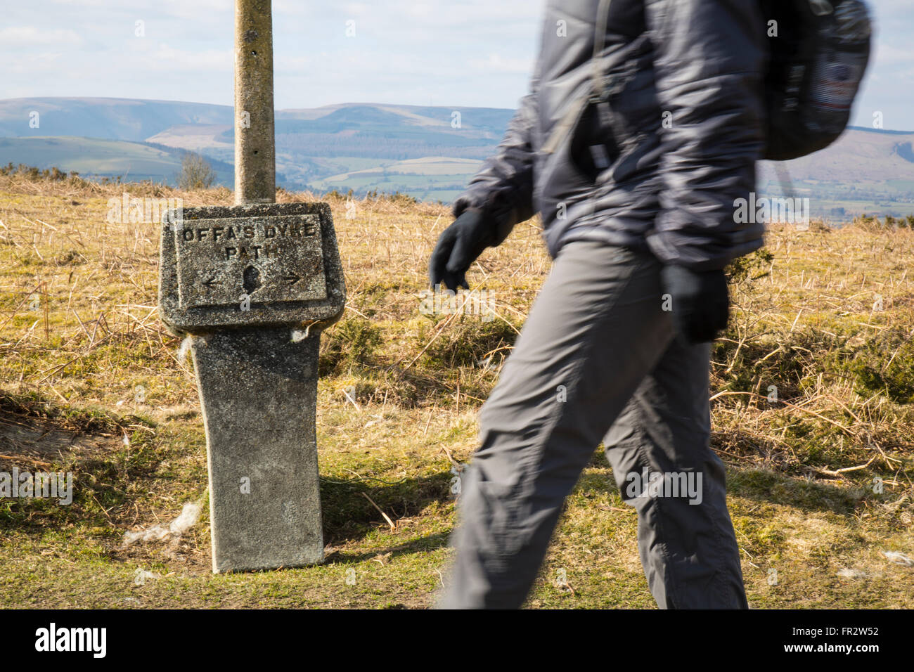 A hiker, hiking along the Hergest Ridge section of the Offa's Dyke long ...