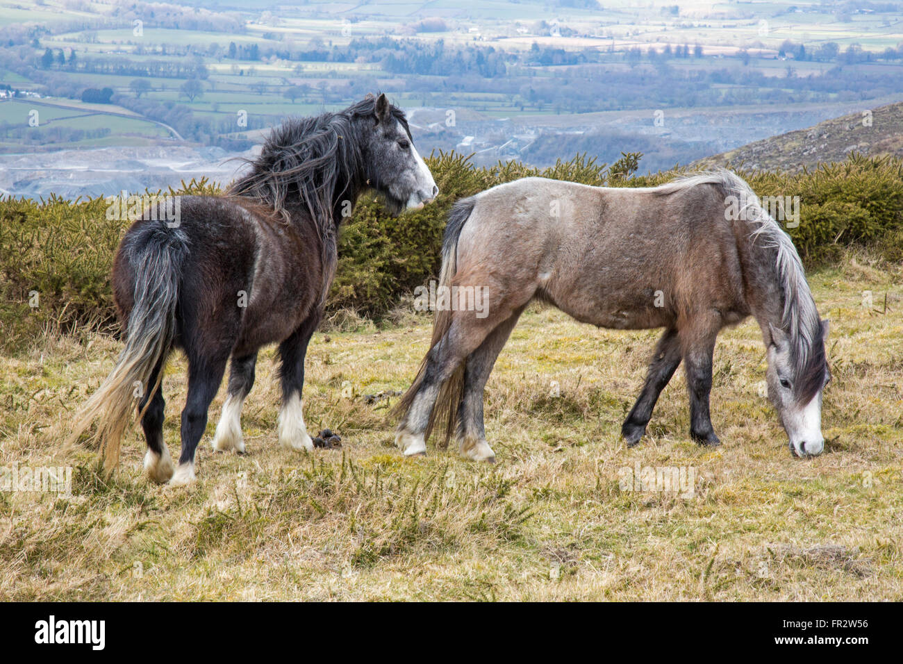 Welsh wild ponies hi-res stock photography and images - Alamy