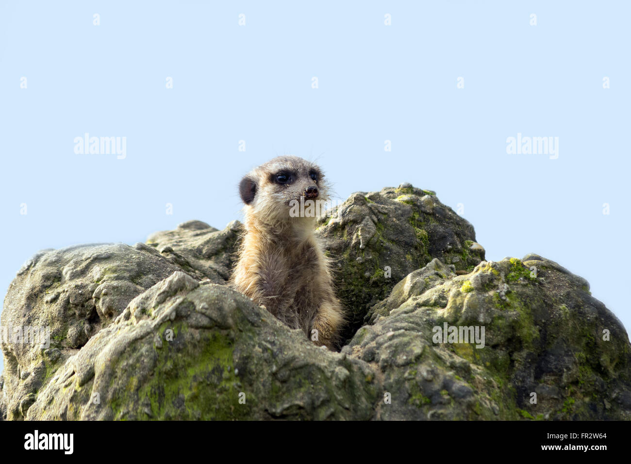 Meerkat burrow rock hi-res stock photography and images - Alamy