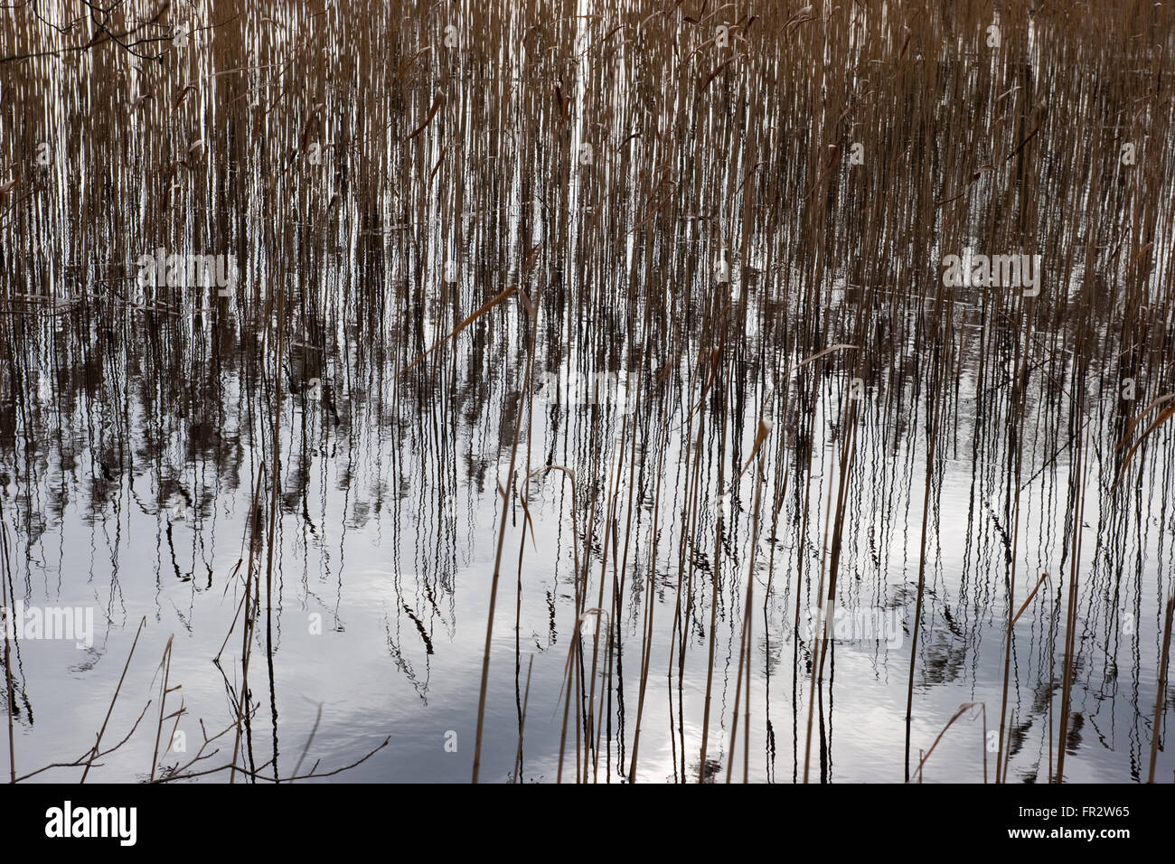 Bulrushes in water hi-res stock photography and images - Alamy