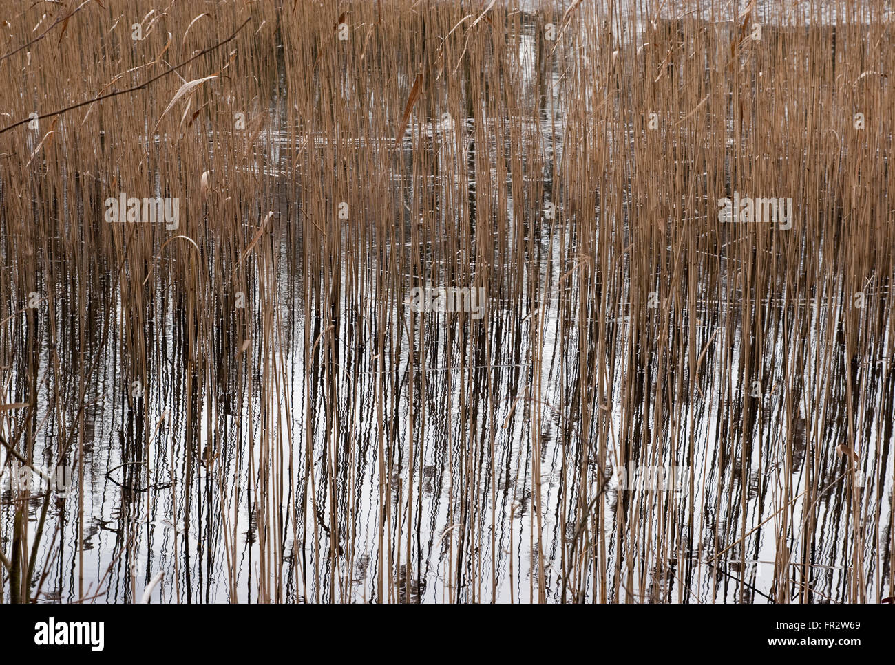 Bulrushes in water hi-res stock photography and images - Alamy