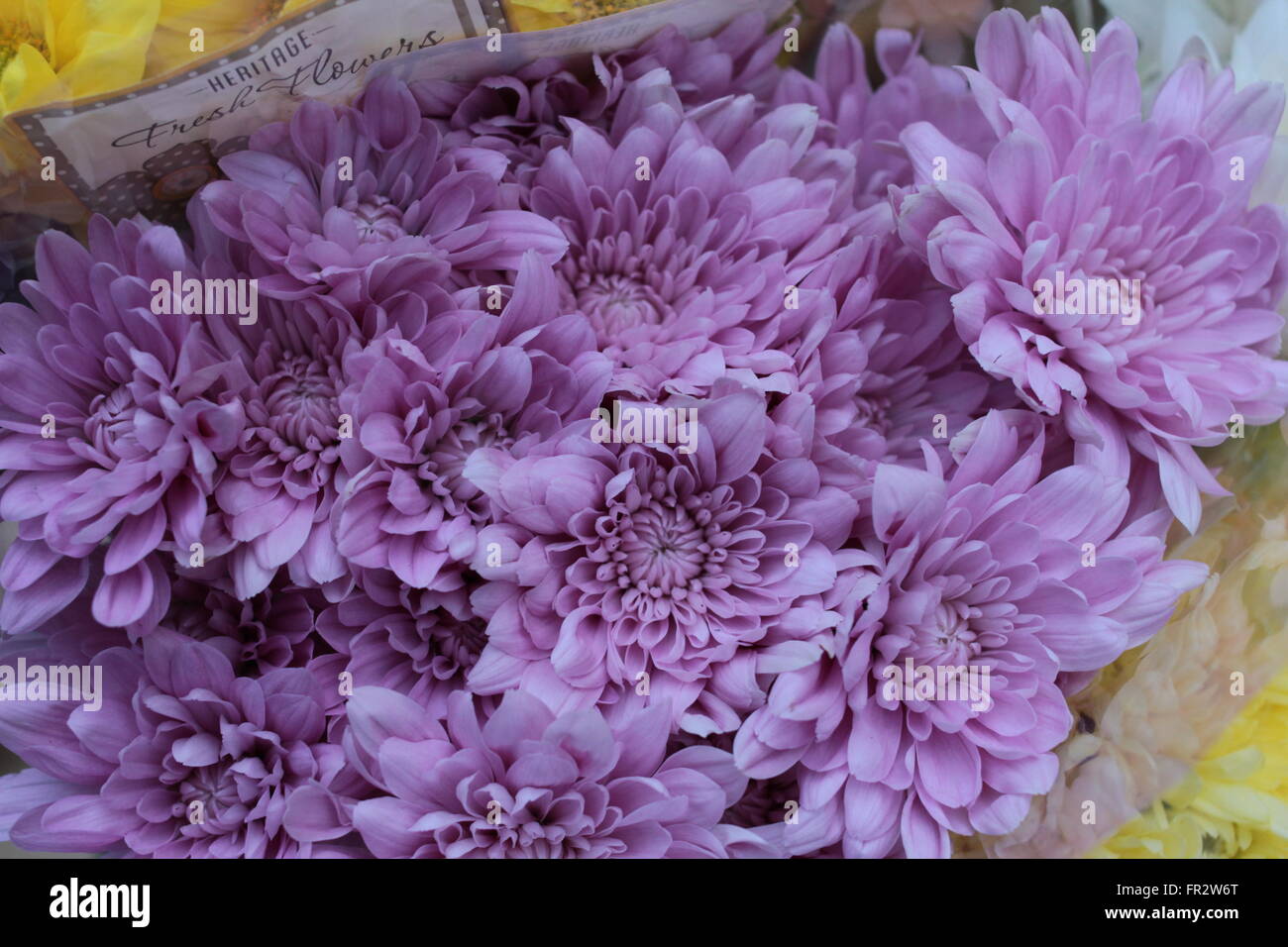 Intricate flower hi-res stock photography and images - Alamy