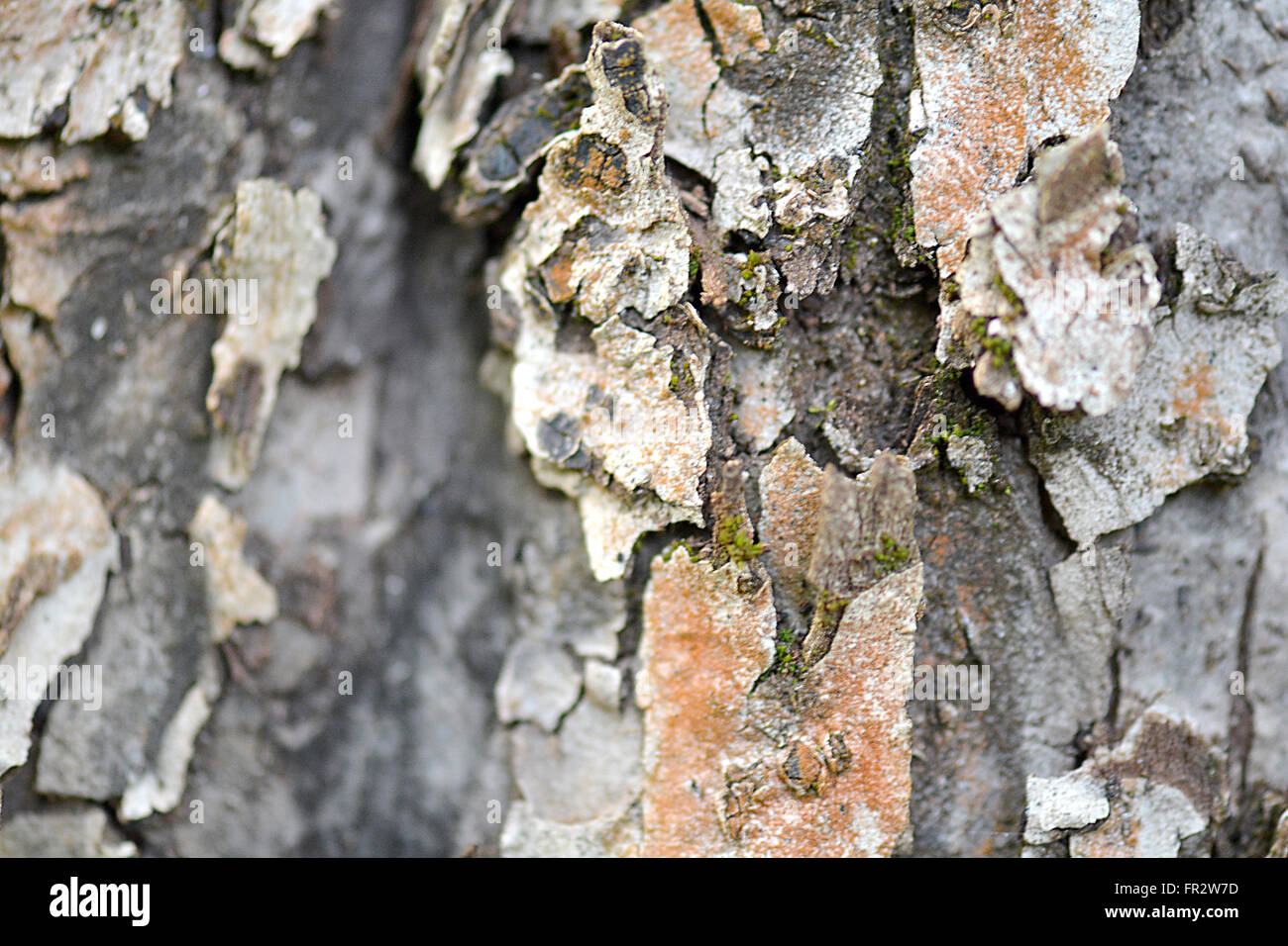 texture of bark wood use as natural background Stock Photo - Alamy