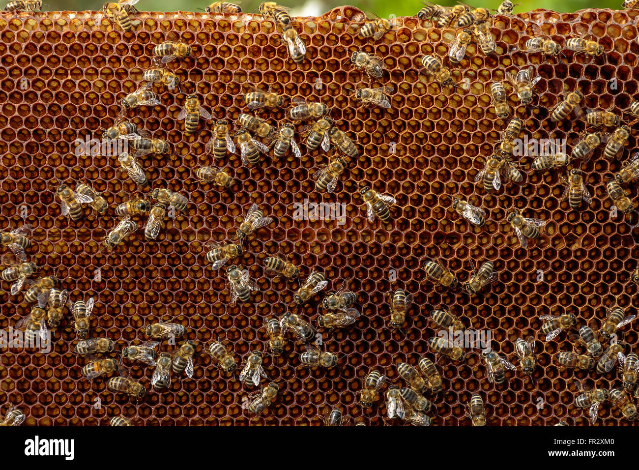 Colony collapse disorder hi-res stock photography and images - Alamy