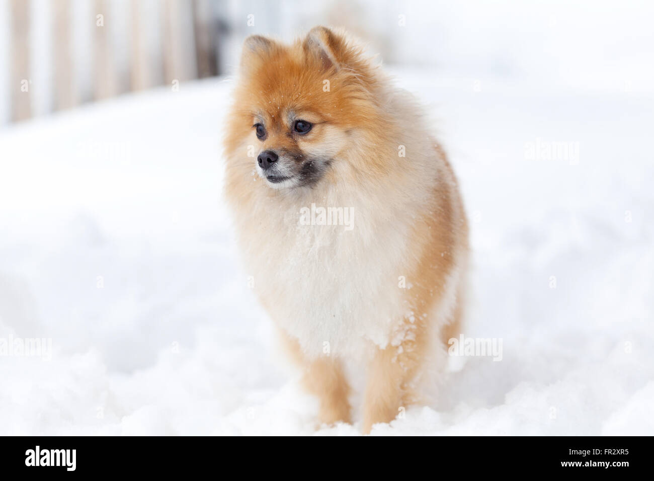 Amazing foxy Pomerianian spitz in snow looking away Stock Photo - Alamy