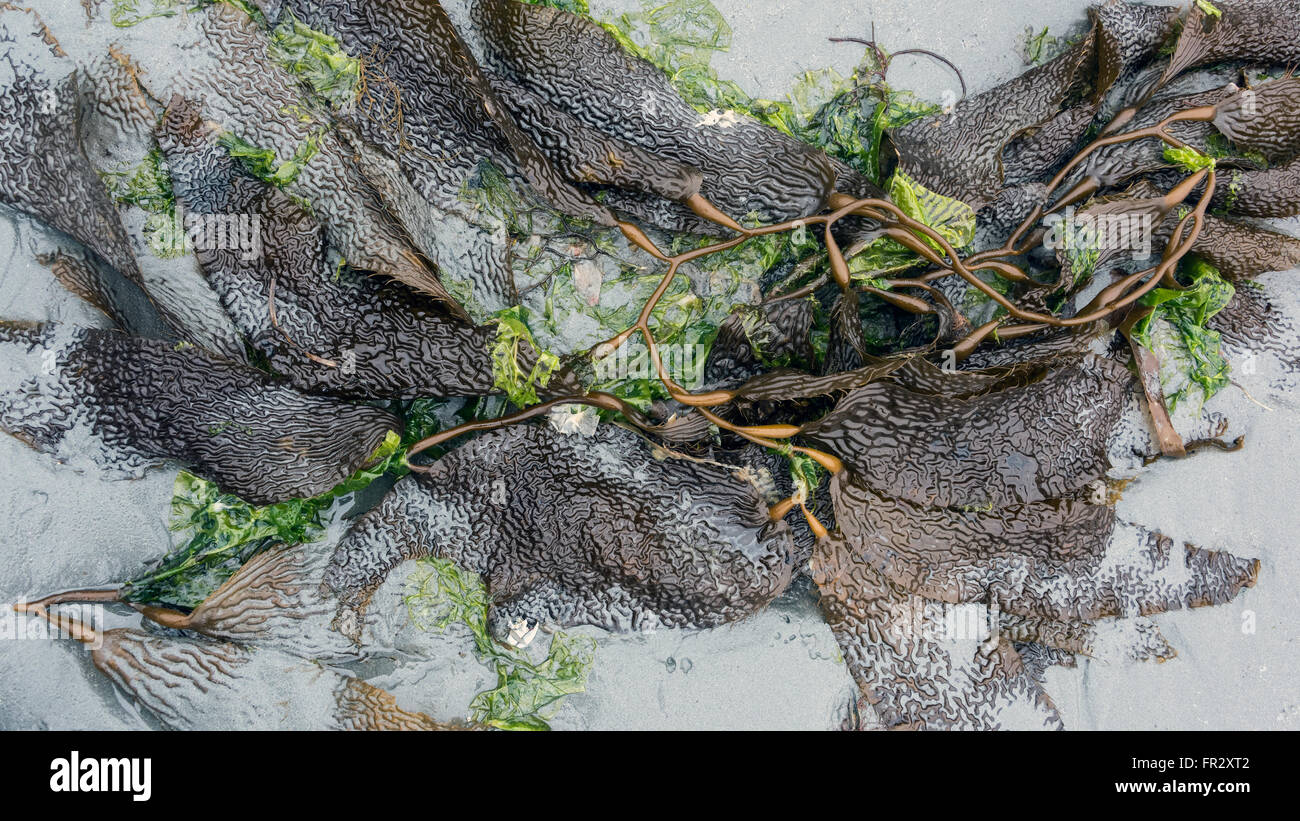 British columbia seaweeds hi-res stock photography and images - Alamy