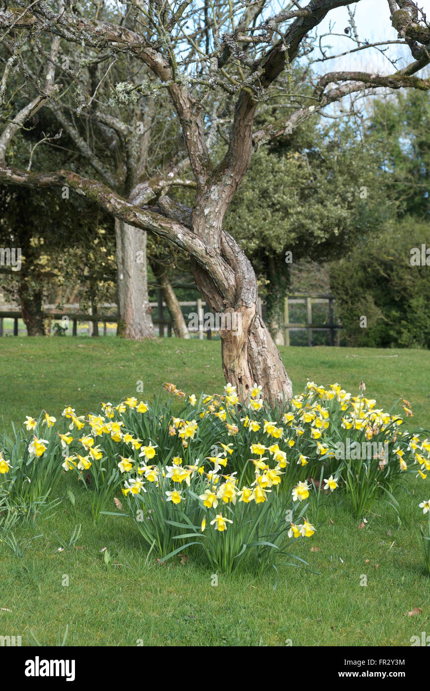 Tree base garden hi-res stock photography and images - Alamy