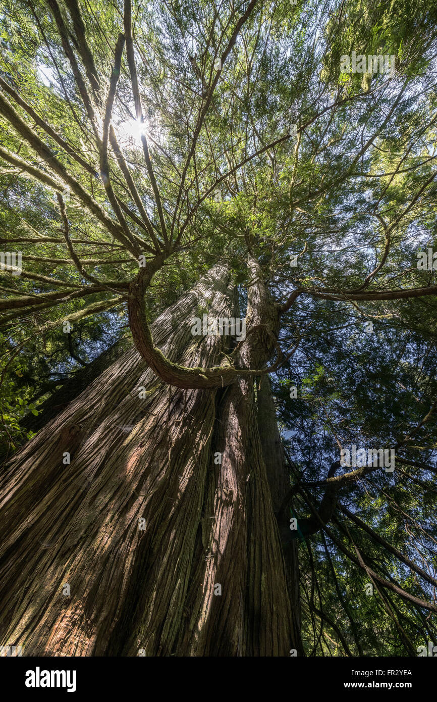 Big Western Red Cedar Tree Stock Photos & Big Western Red Cedar Tree ...