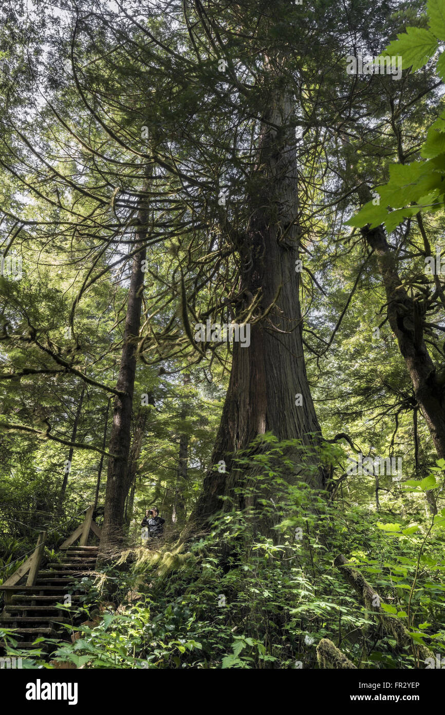 Photographer at top of stairs photographing giant Western red cedar ...