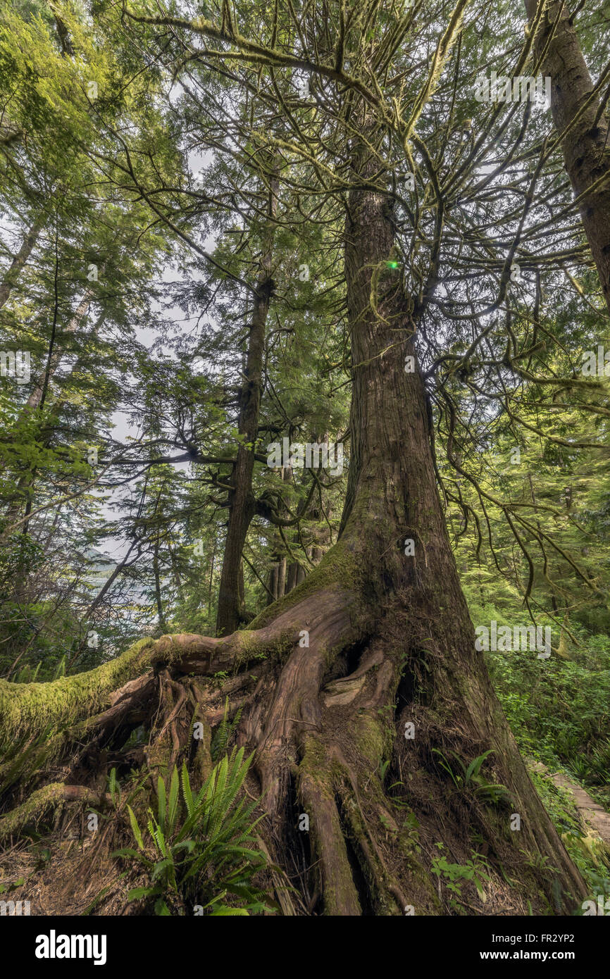 Large old Western red cedar on Meares Island, Tofino, British Columbia ...