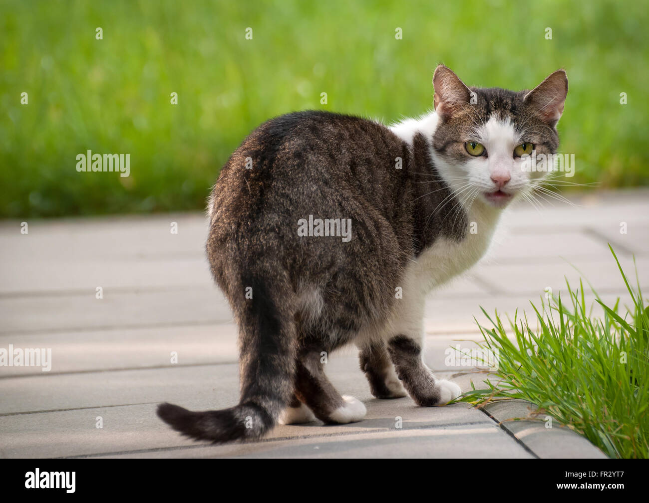 Standing Cat on the Walkway Stock Photo - Alamy