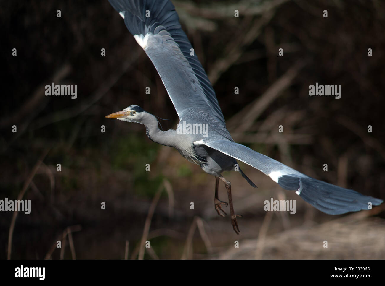 Heron in flight Stock Photo - Alamy