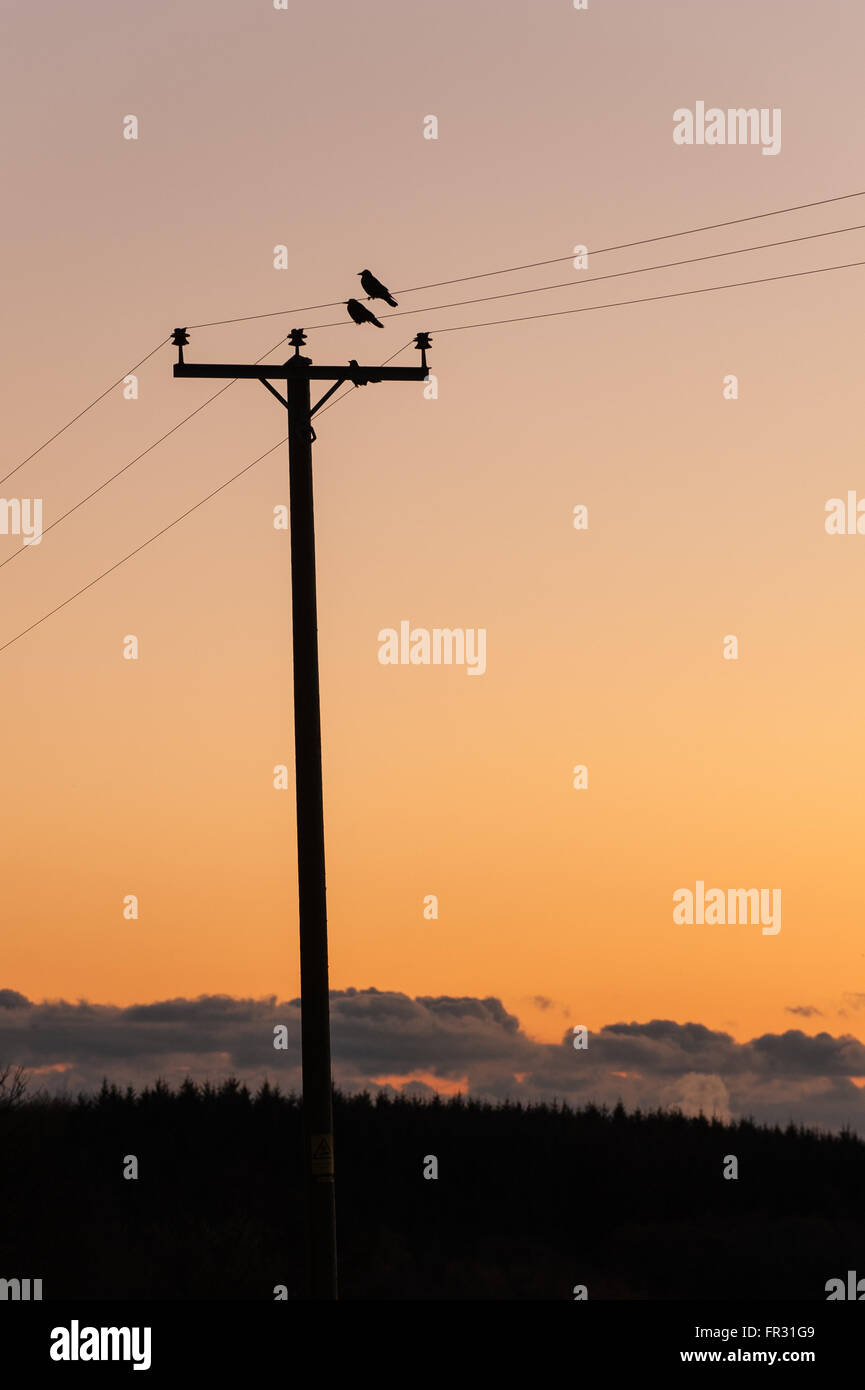 Birds at pylon hi-res stock photography and images - Alamy