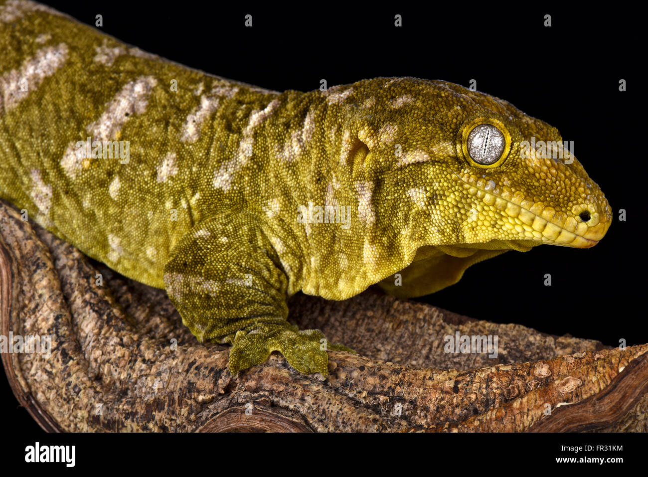 Giant gecko hi-res stock photography and images - Alamy