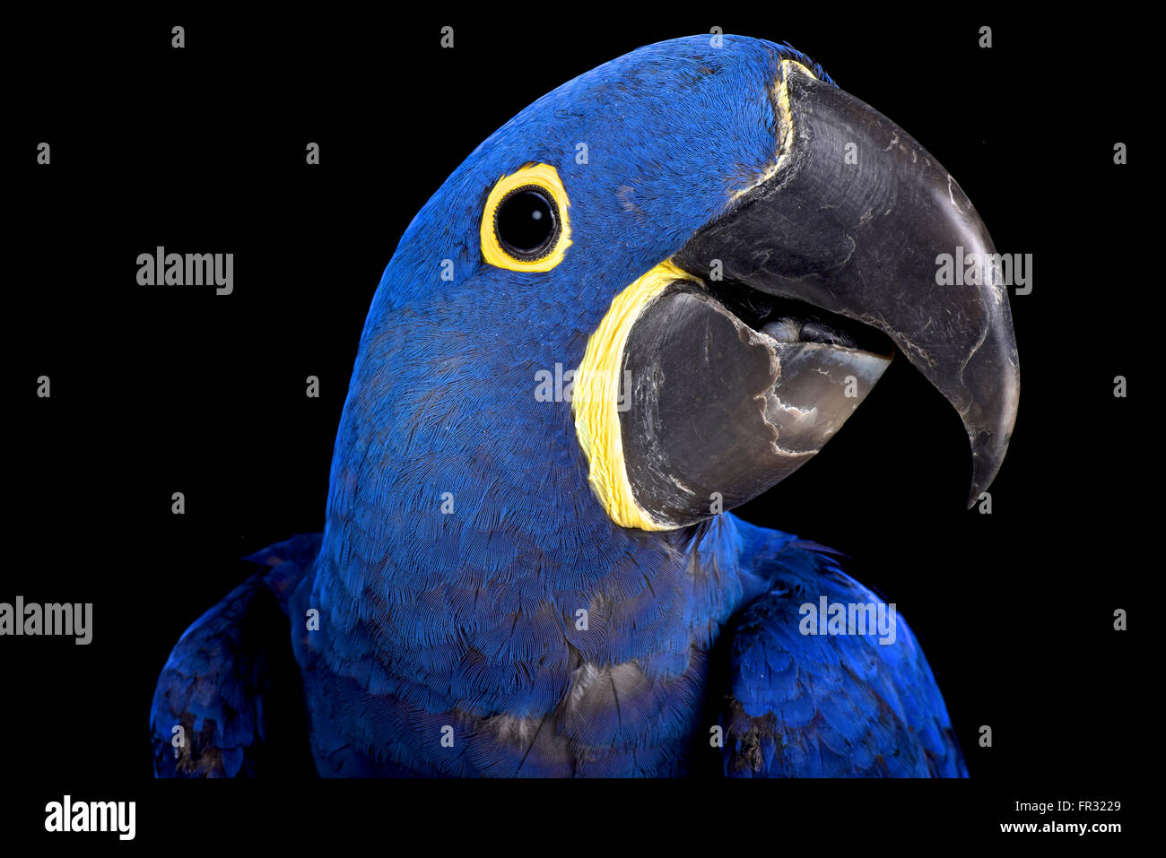 Hyacinth macaw parrot blue hi-res stock photography and images - Alamy