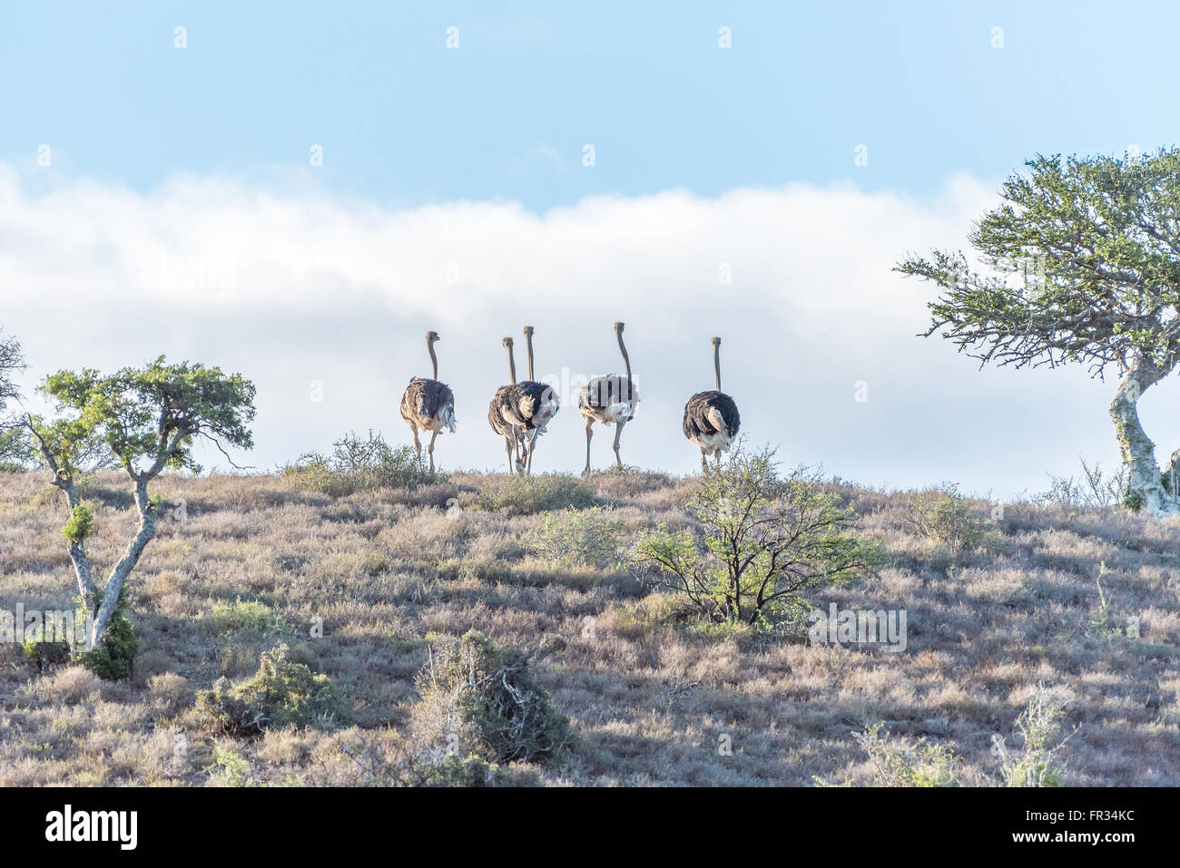 South african ostrich running hi-res stock photography and images - Alamy