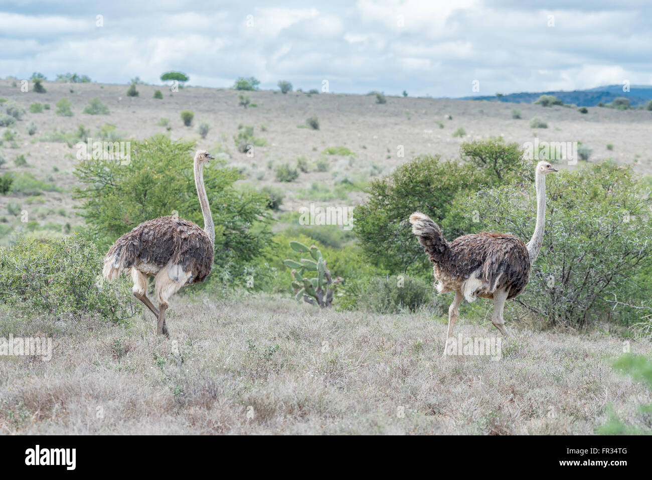 Two female ostriches running on a farm in the Eastern Cape Province of ...