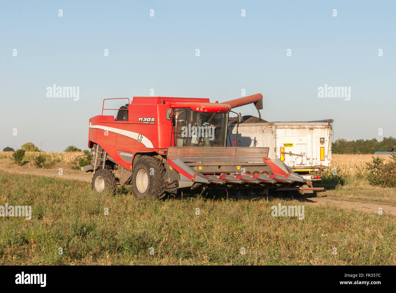Modern combine harvester machine loading sunflowers seeds into the ...