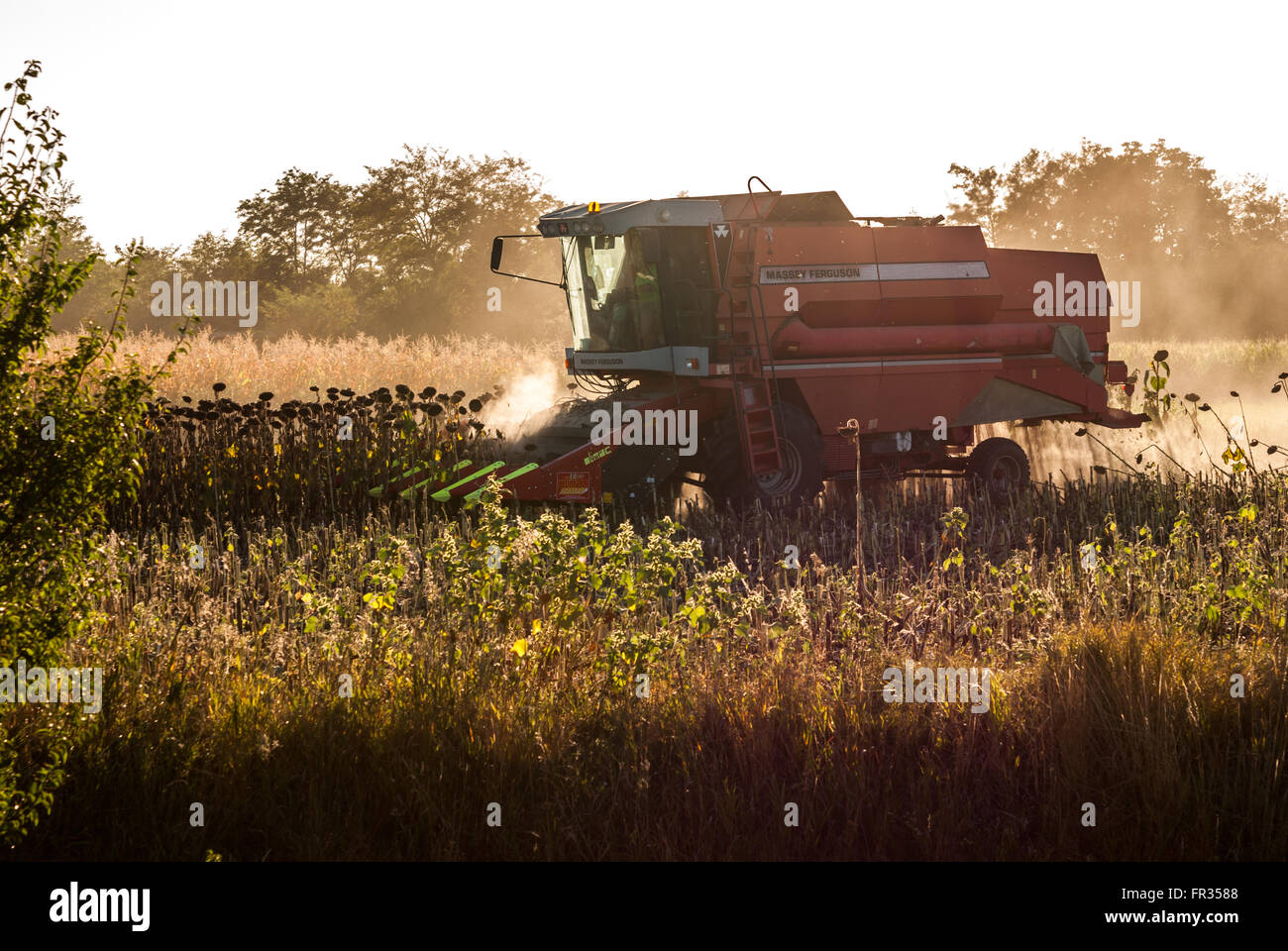Modern combine harvesting sunflowers at sunset. Romanian farmland Stock ...