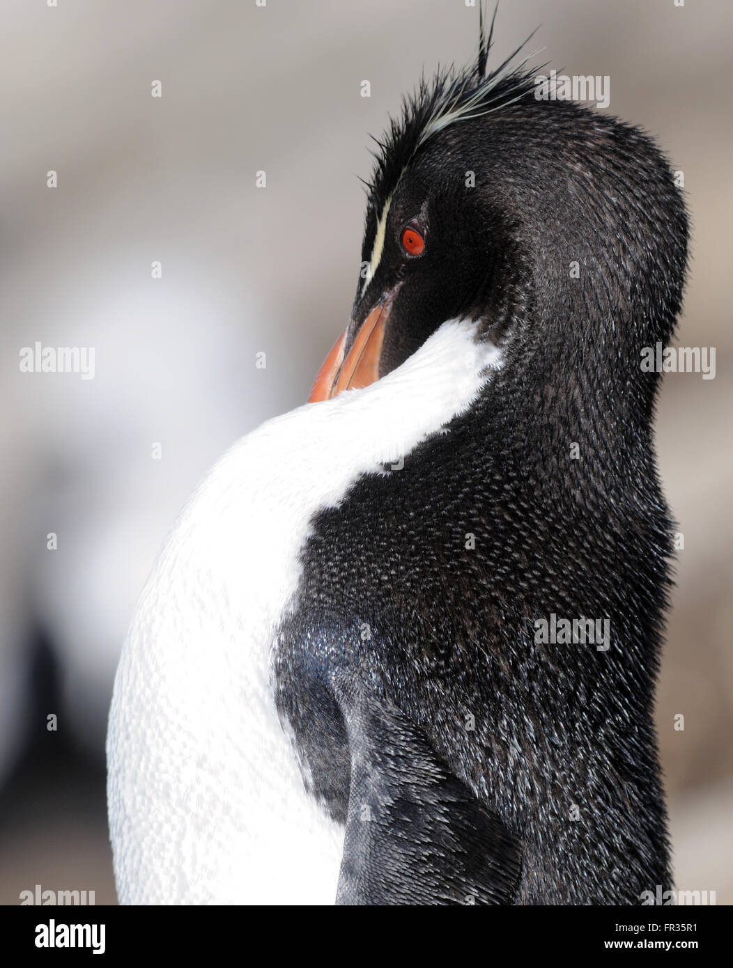 Rock hopper penguin hi-res stock photography and images - Alamy