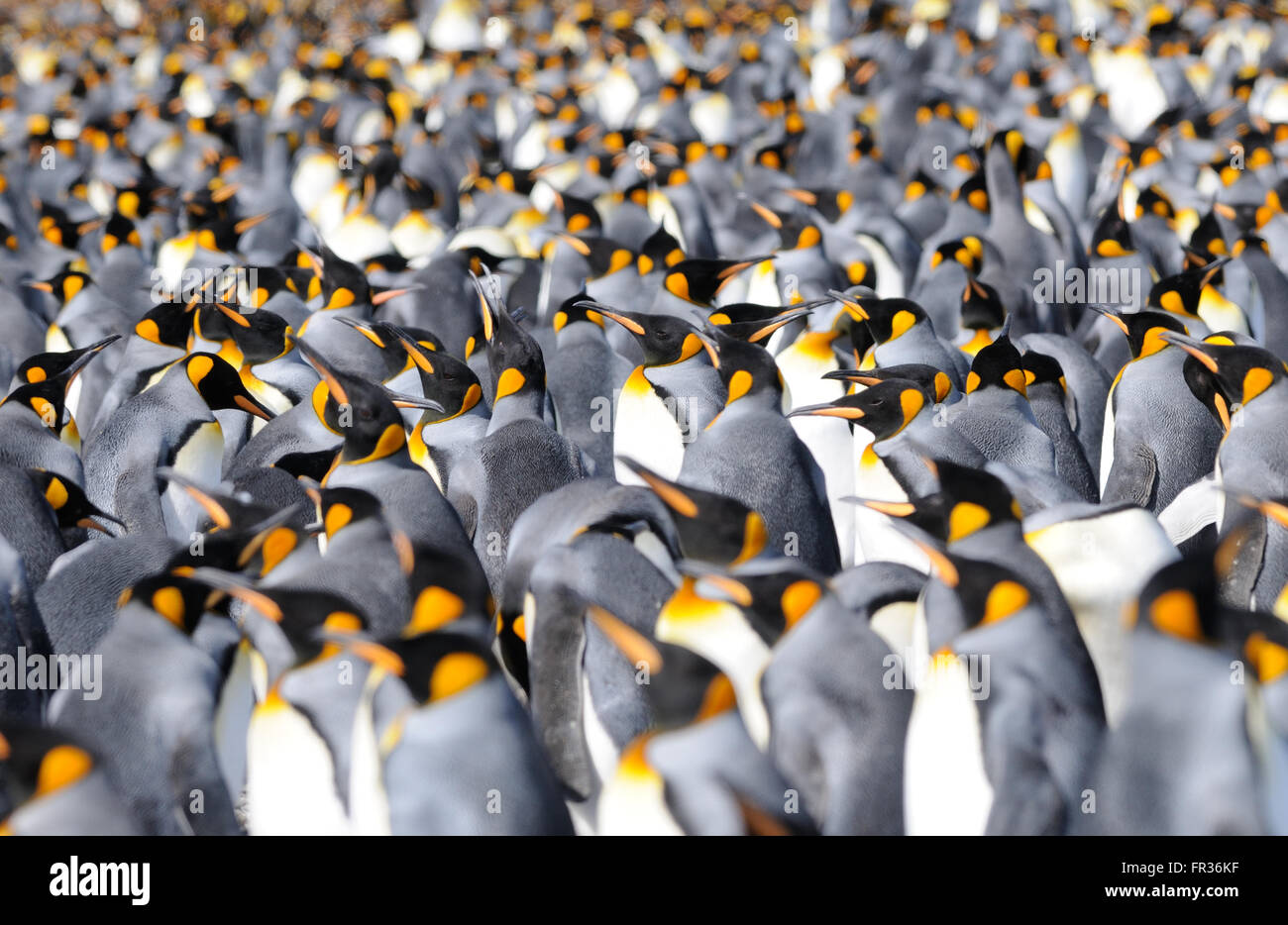 King penguins (Aptenodytes patagonicus) crowd together at their ...