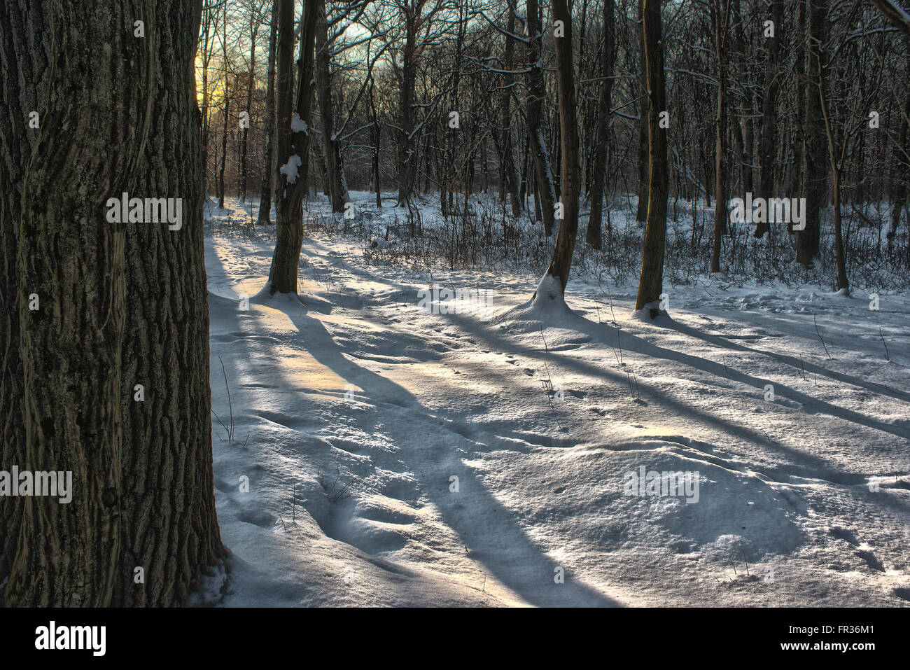 Snowscape forest perspective hi-res stock photography and images - Alamy