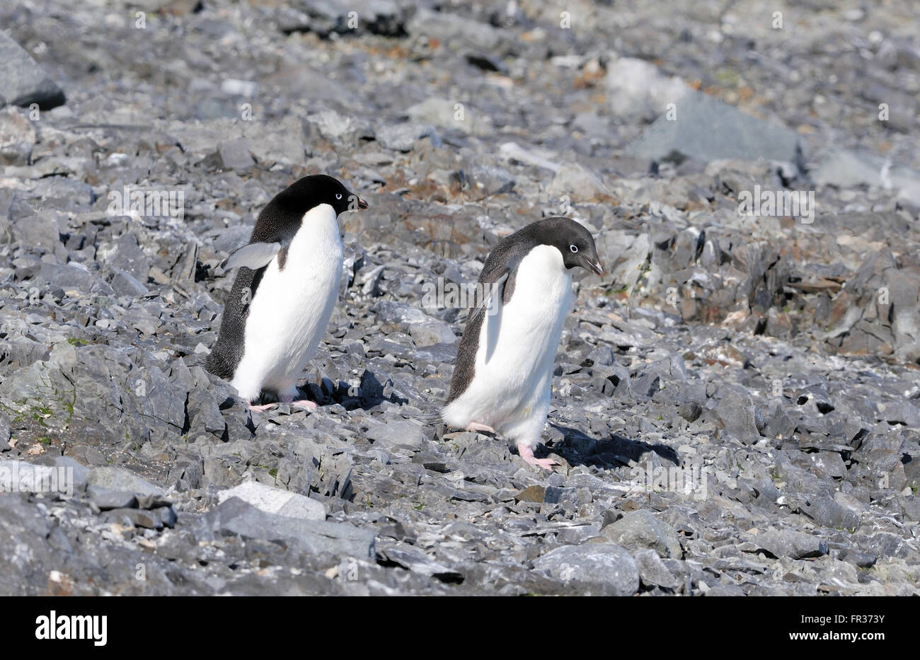 Two Adélie penguins (Pygoscelis adeliae) carefully pick their way down ...