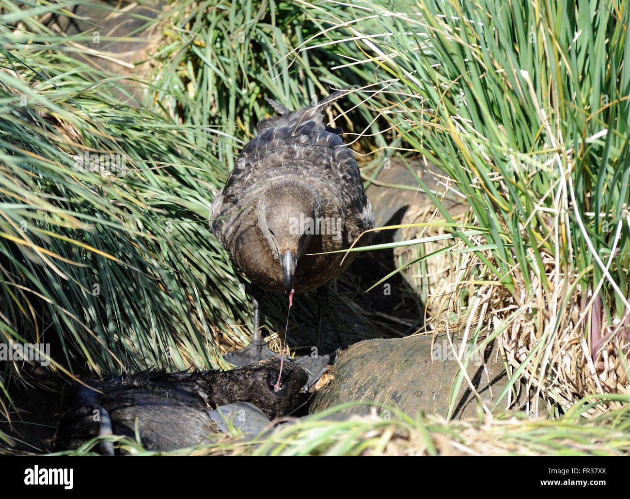 Subantarctic skuas hi-res stock photography and images - Alamy