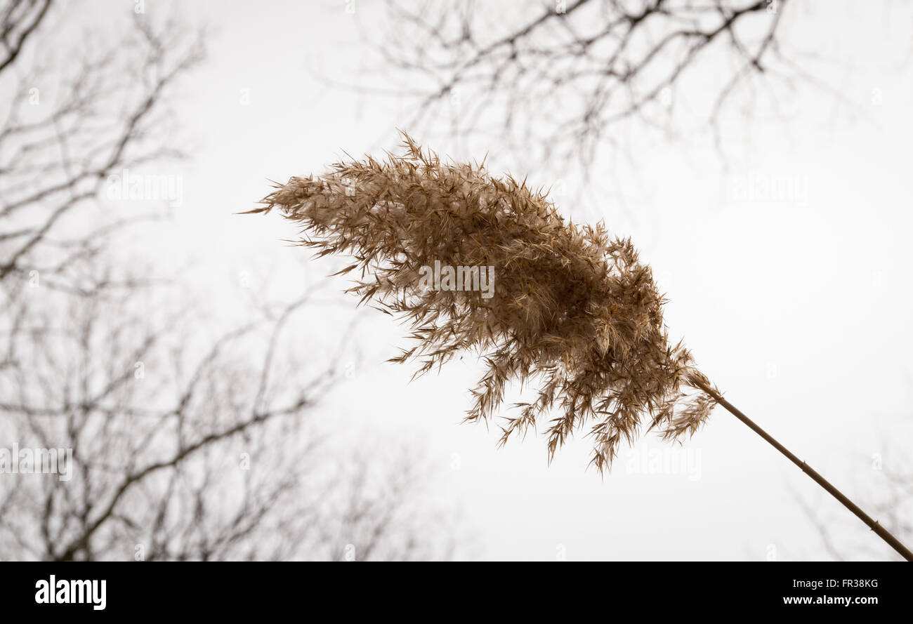 Close up of the seed head of the Common Reed (Phragmites australis) in ...
