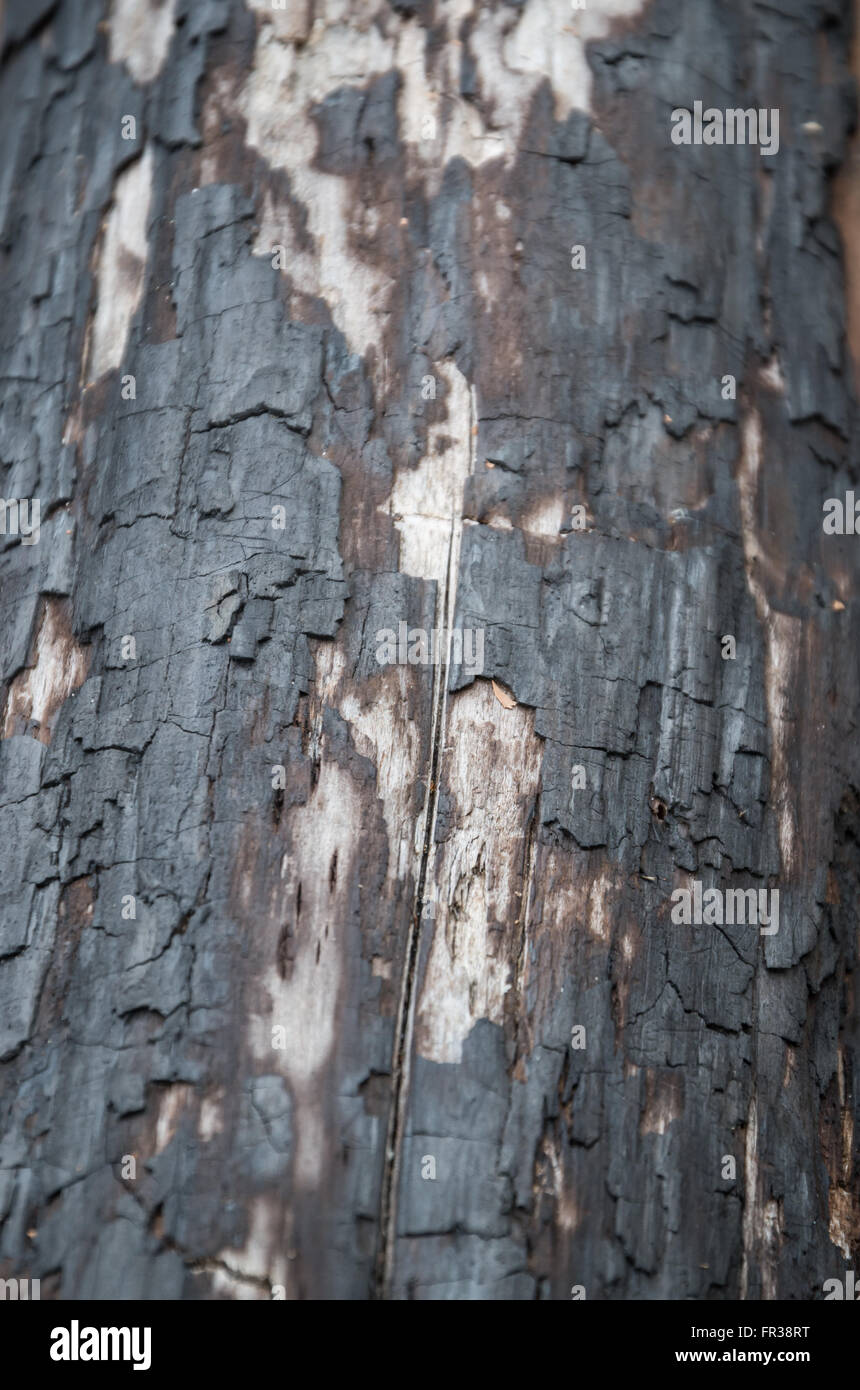 Close up of tree trunk blackened,scorched and charred from fire damage ...