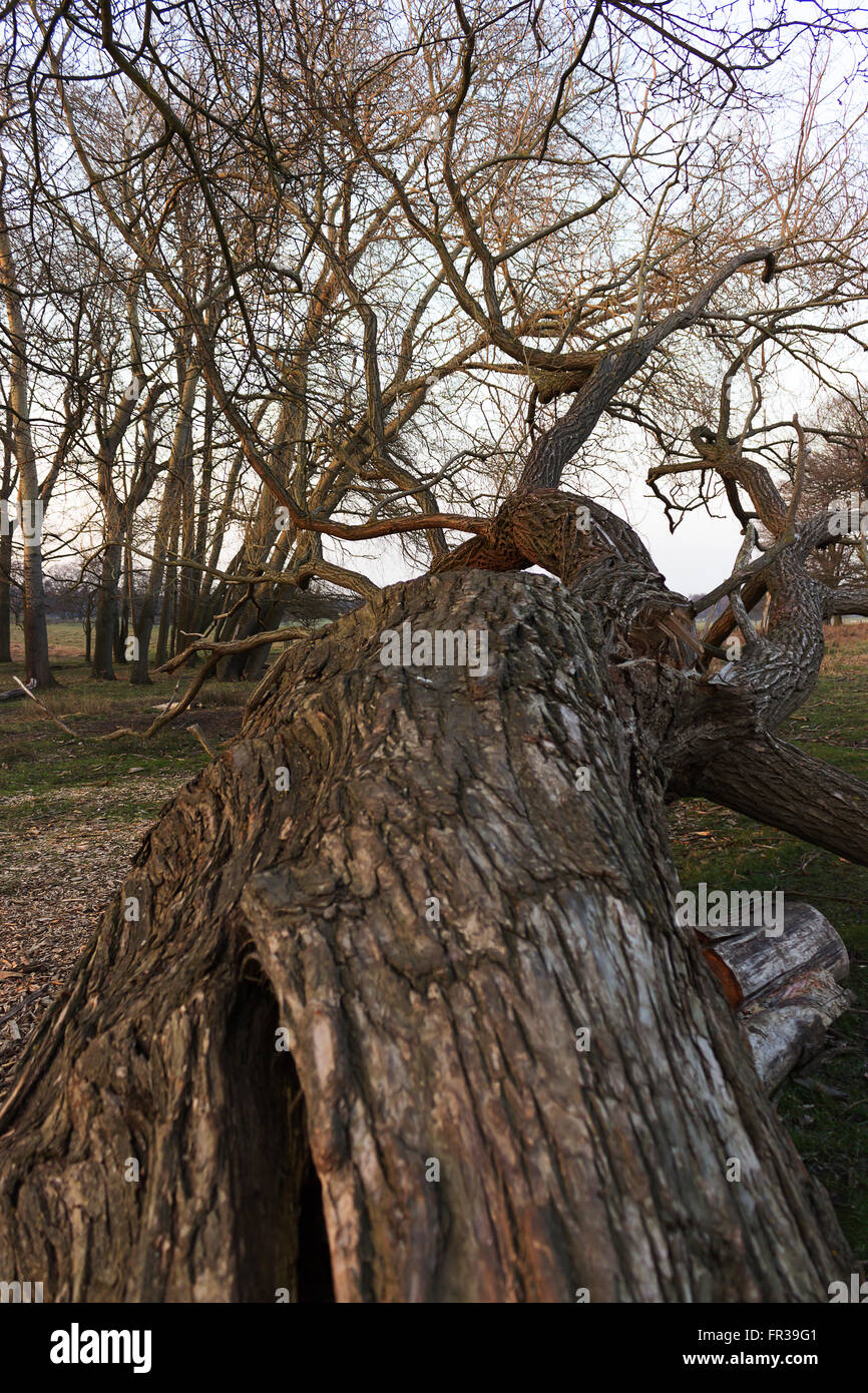 Fallen branch in a field hi-res stock photography and images - Alamy