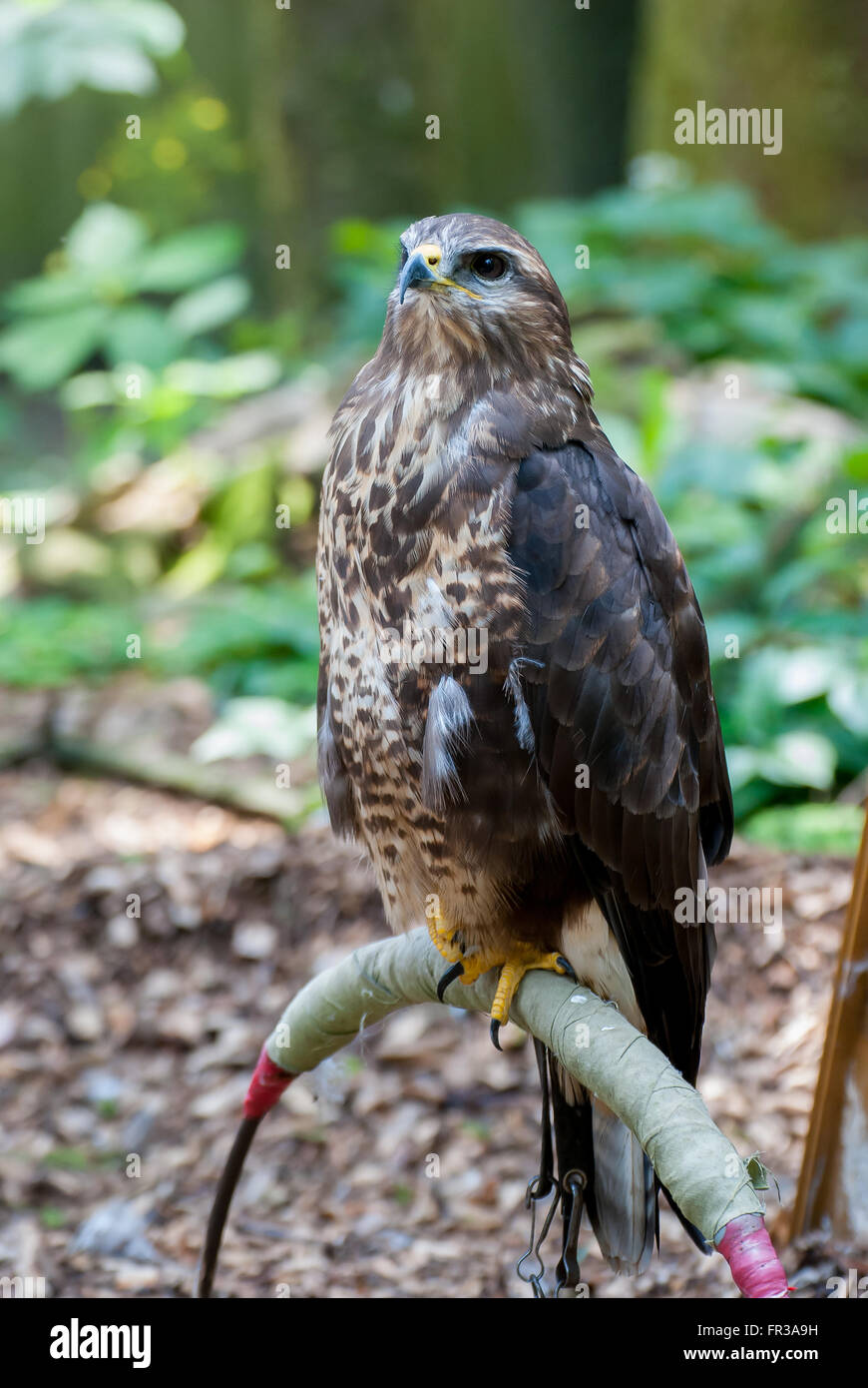 Buzzard, Buteo buteo Stock Photo - Alamy