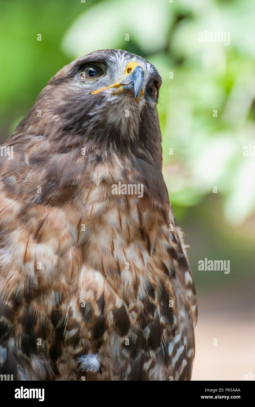 Head Buzzard Stock Photos & Head Buzzard Stock Images - Alamy