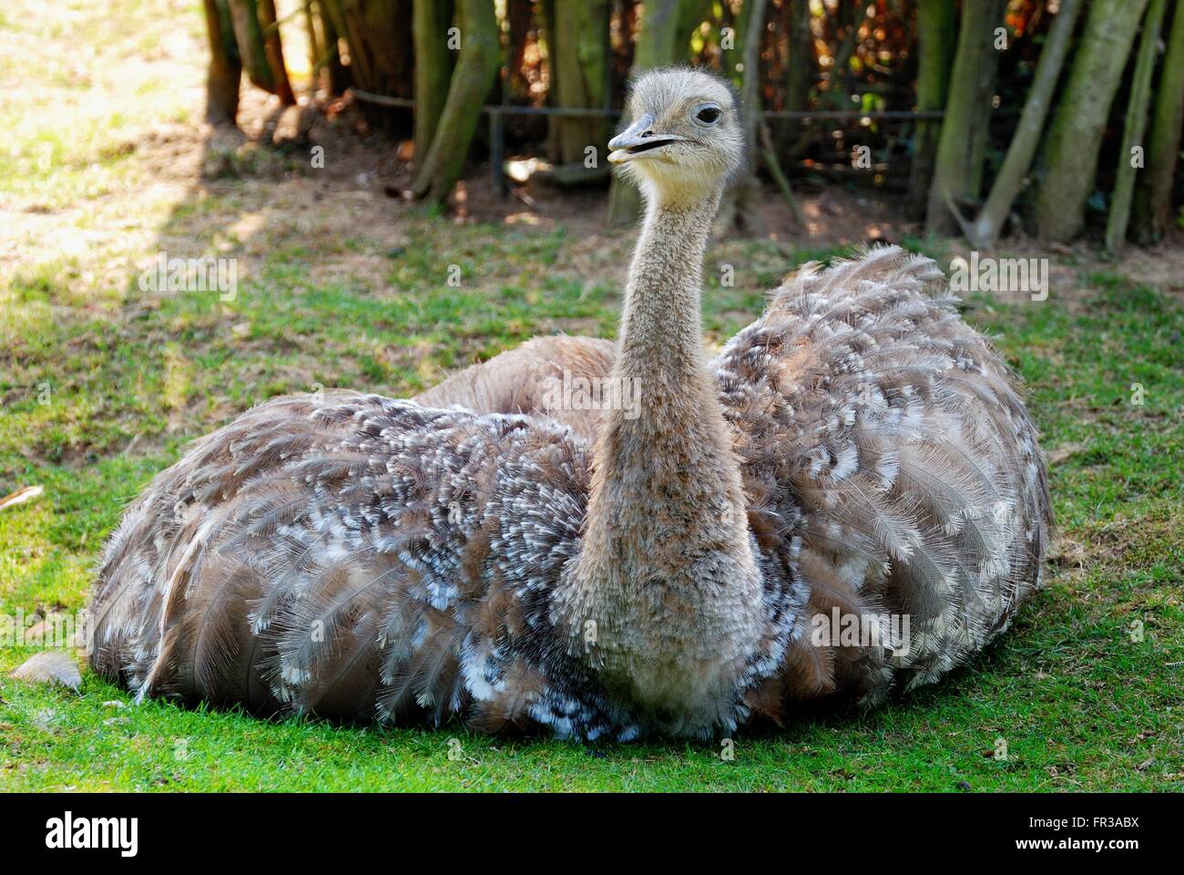 Emu bird hi-res stock photography and images - Alamy