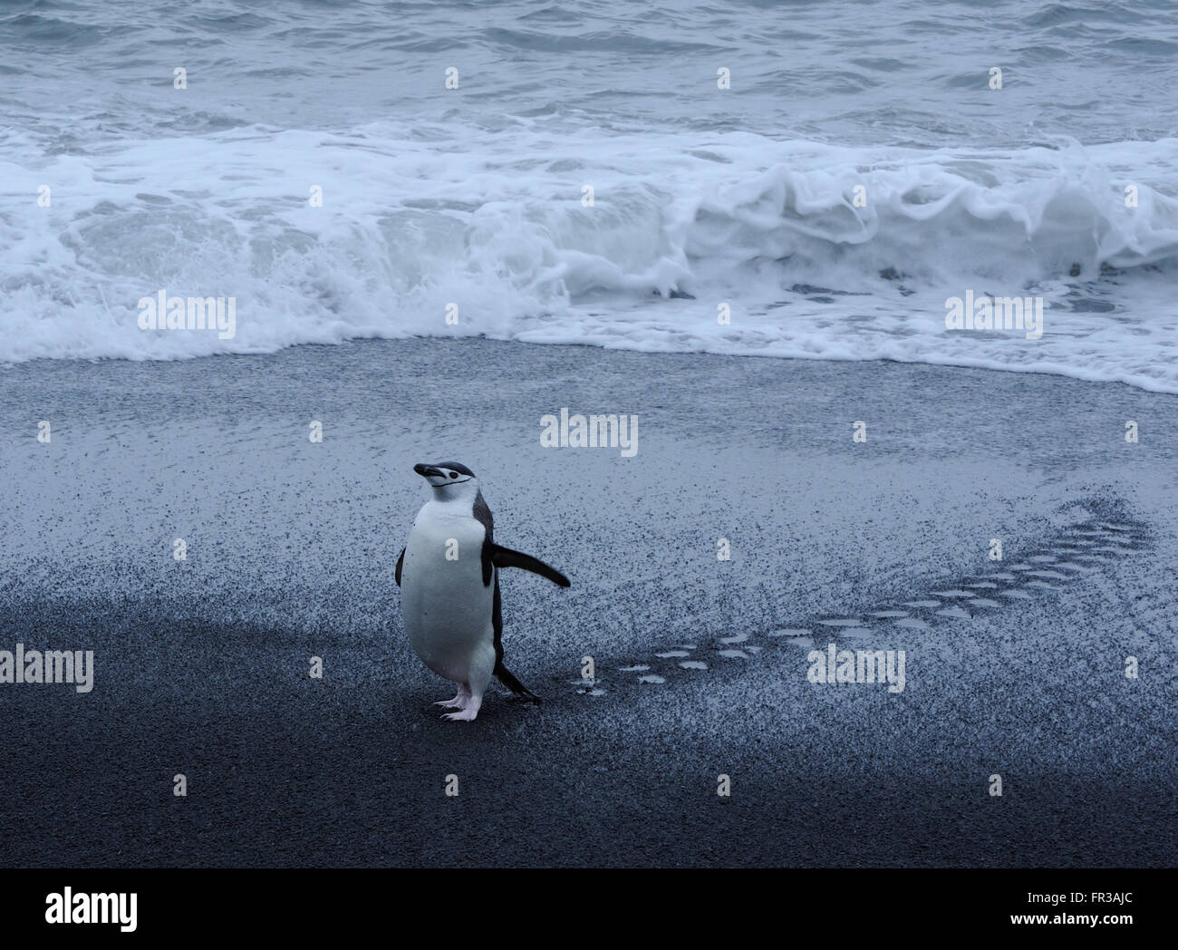 A Chinstrap Penguin (Pygoscelis antarctica) walks up the black volcanic ...
