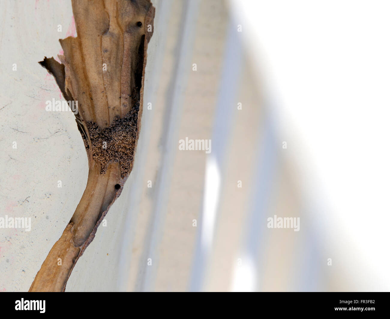 Termites Destroying a Home Stock Photo - Alamy