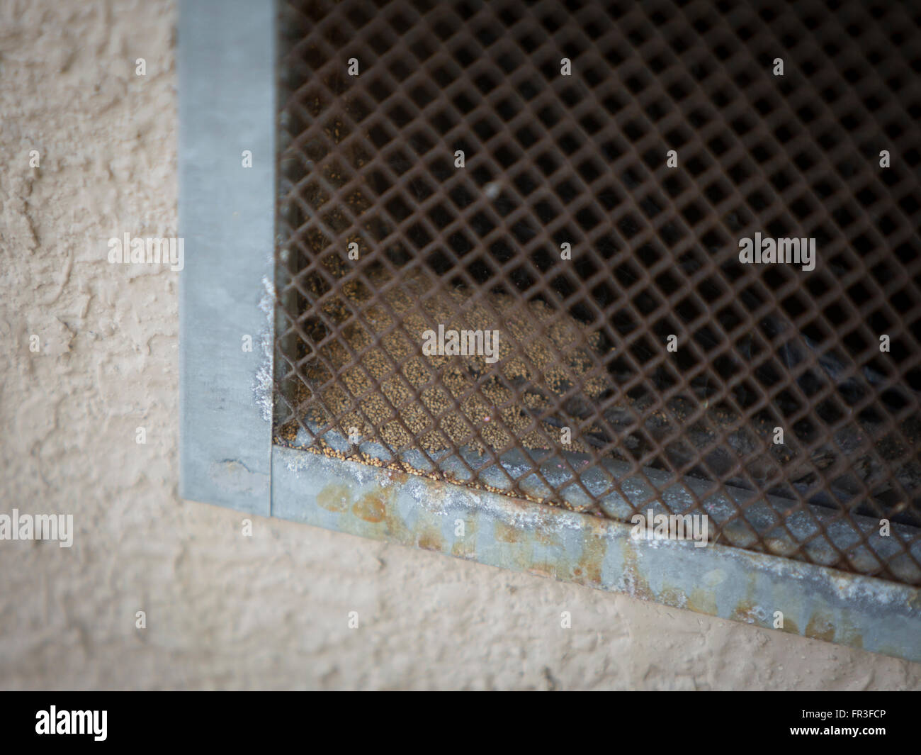 Termites Destroying a Home Stock Photo - Alamy