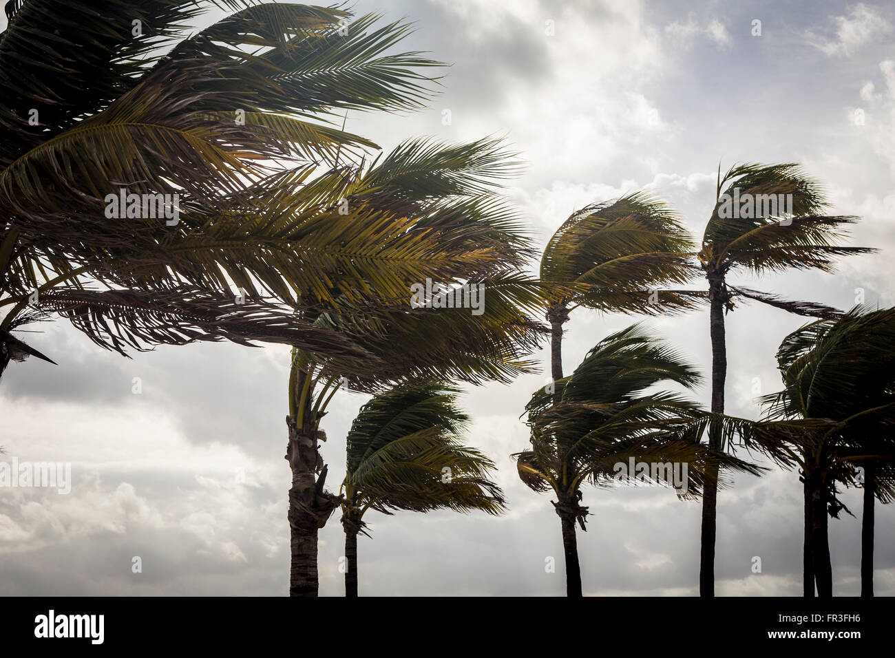 Palm Trees Before a Tropical Storm or Hurricane Stock Photo - Alamy