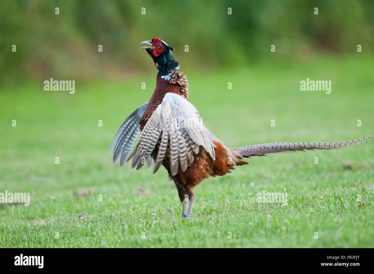 Male pheasant hi-res stock photography and images - Alamy