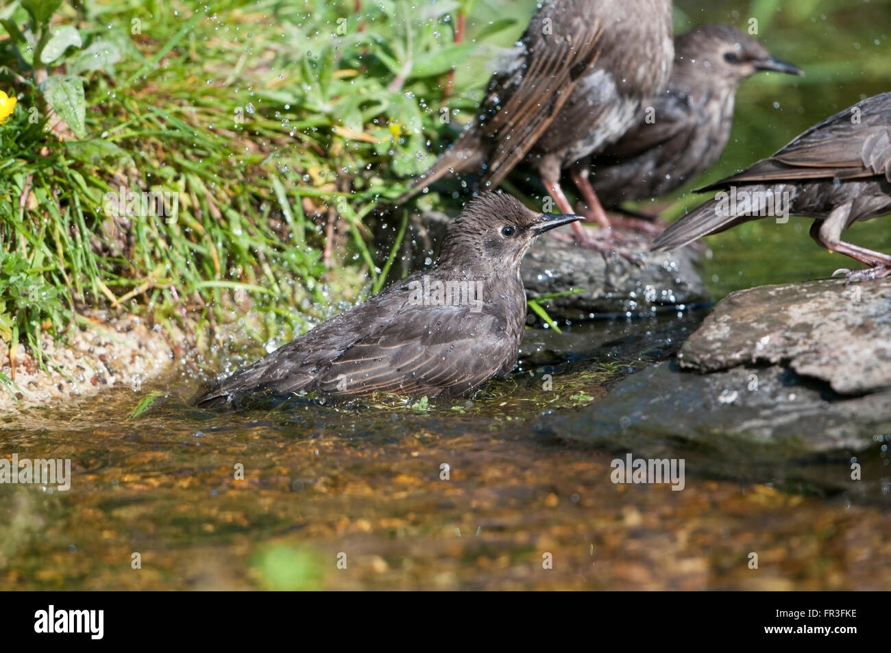 Fledgling Common Starlings (Sternus vulgaris) visit a graden pond to ...