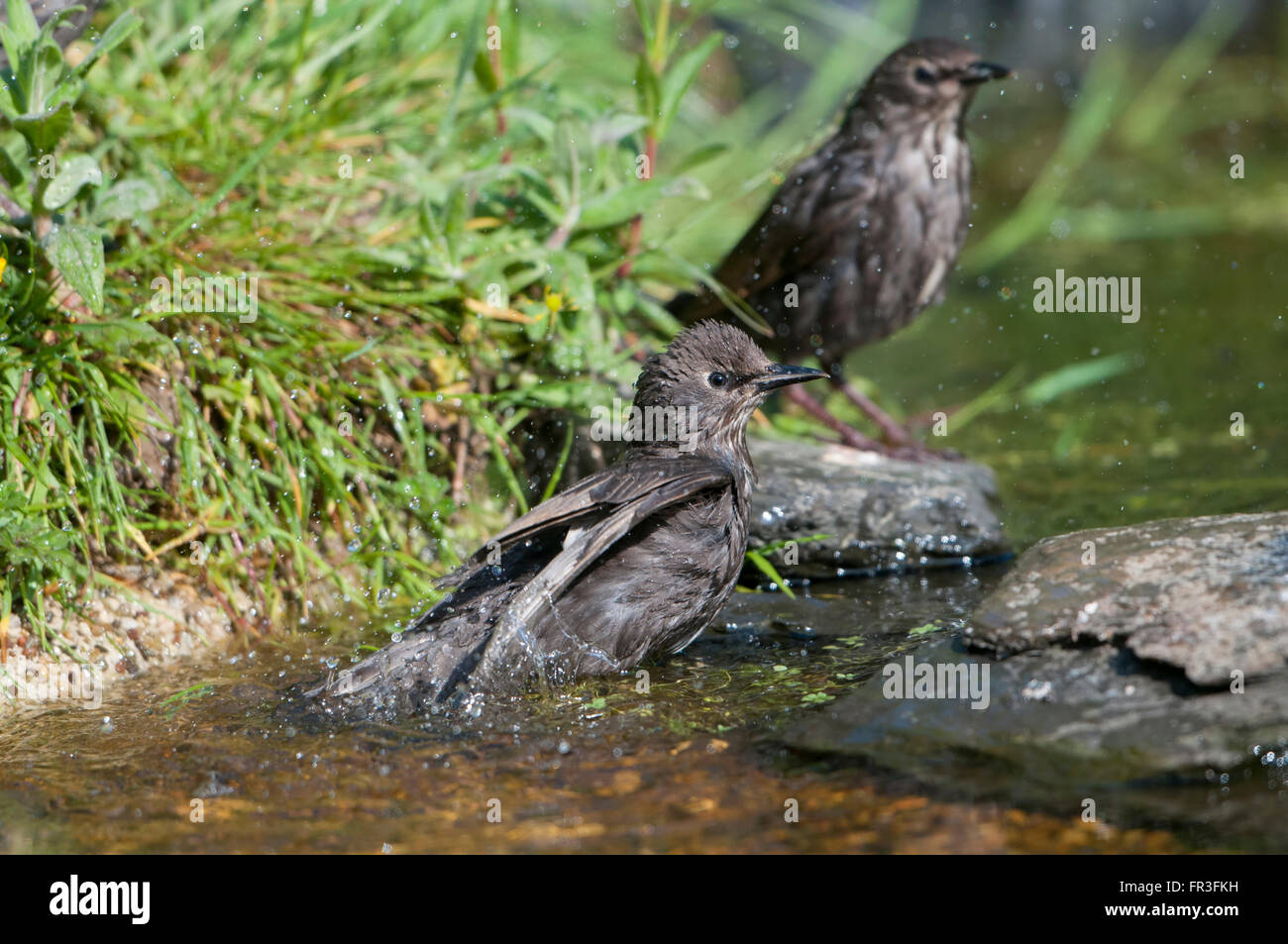 Fledgling Common Starlings (Sternus vulgaris) visit a graden pond to ...