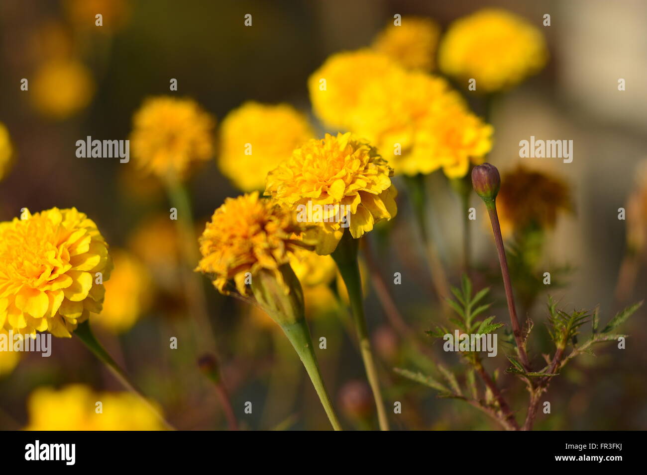 bright yellow marigold flowers in a garden Stock Photo - Alamy