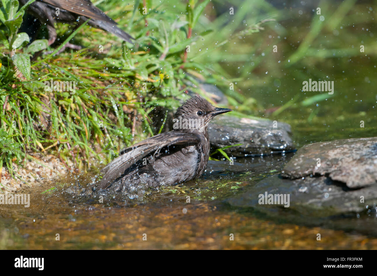 Fledgling Common Starlings (Sternus vulgaris) visit a graden pond to ...