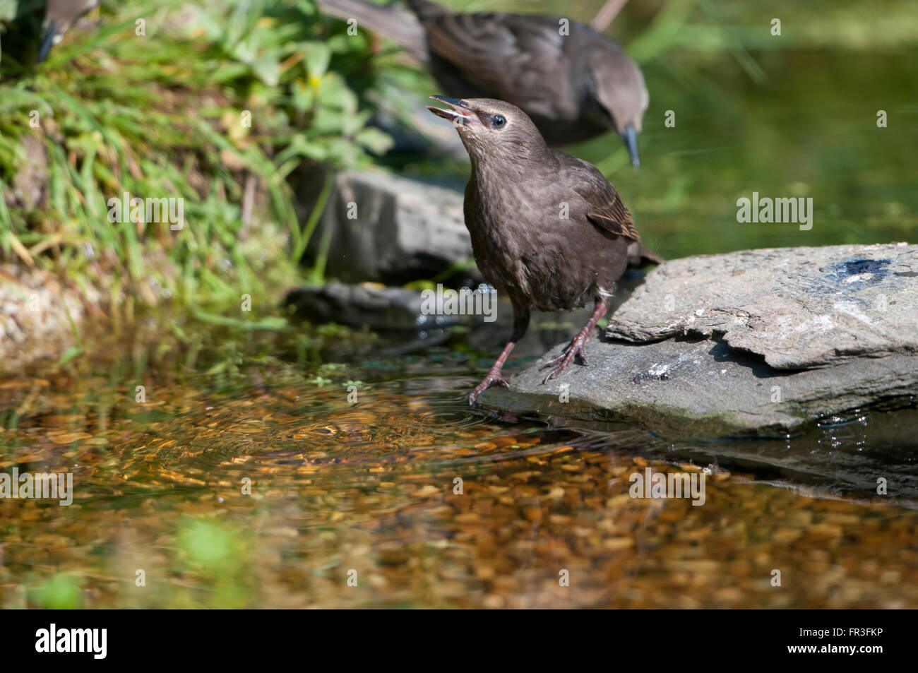 Young starlings hi-res stock photography and images - Alamy