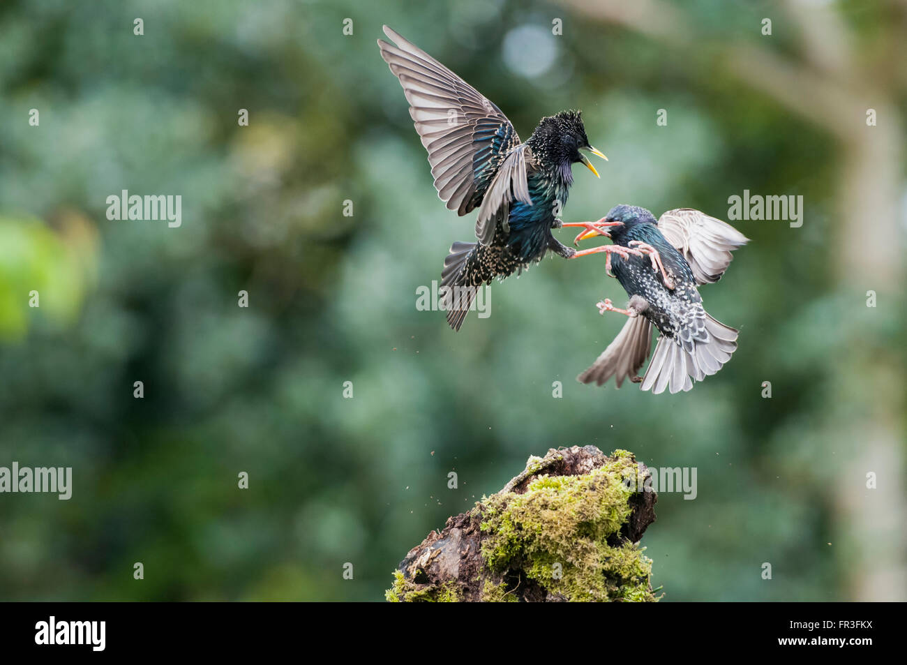 A pair of common Starling (Sternus vulgaris) fighting mid air Stock ...