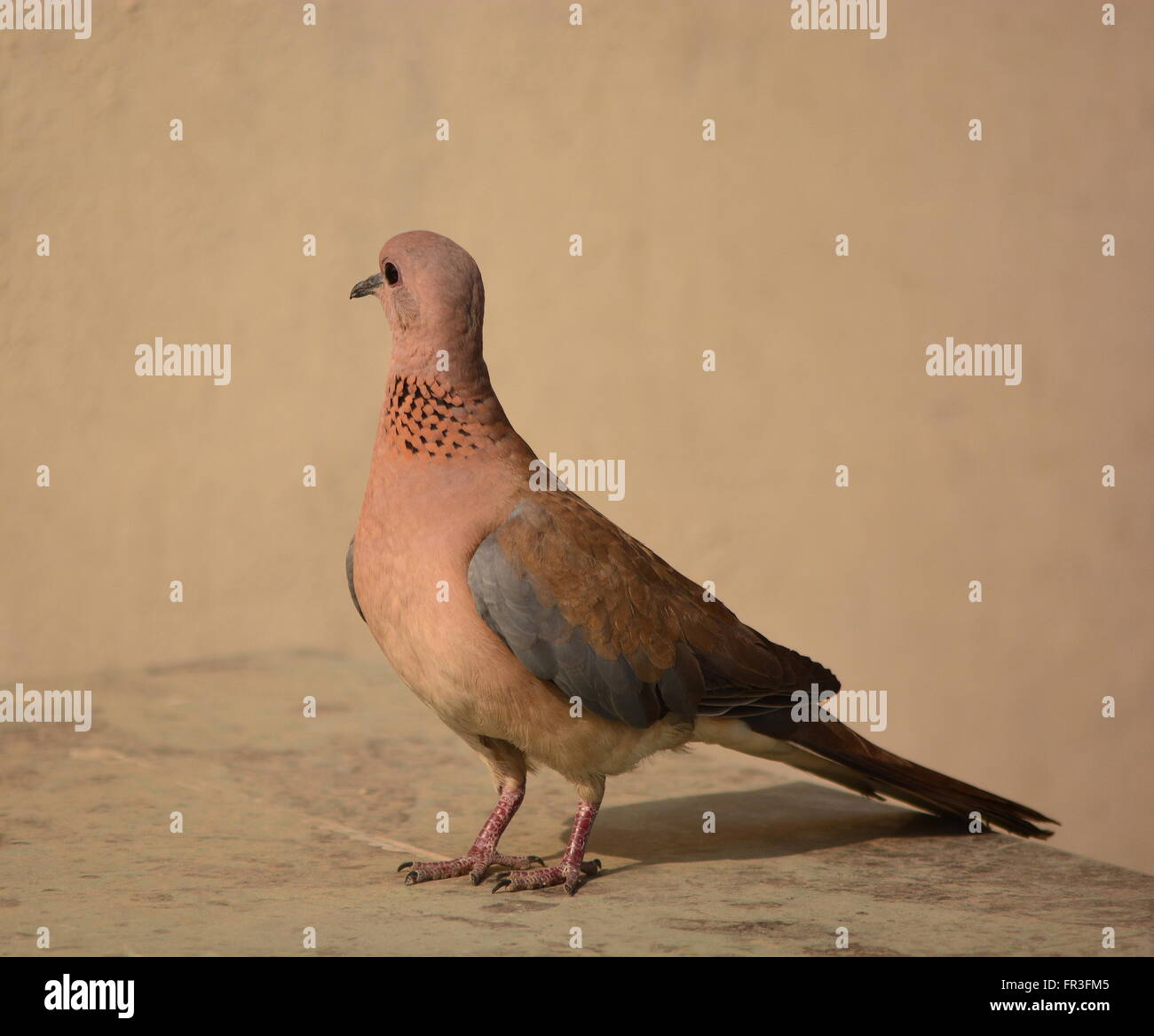 Laughing pigeon hi-res stock photography and images - Alamy