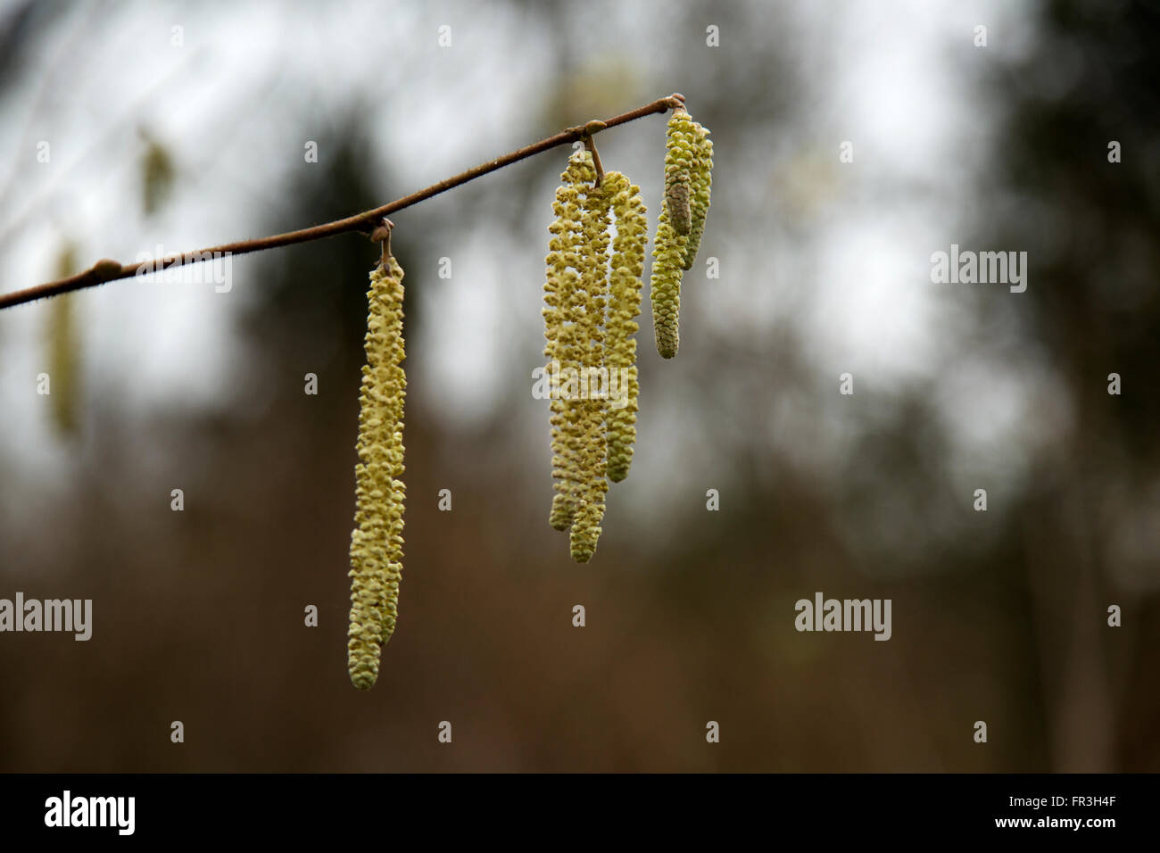 Wind pollination catkin hi-res stock photography and images - Alamy