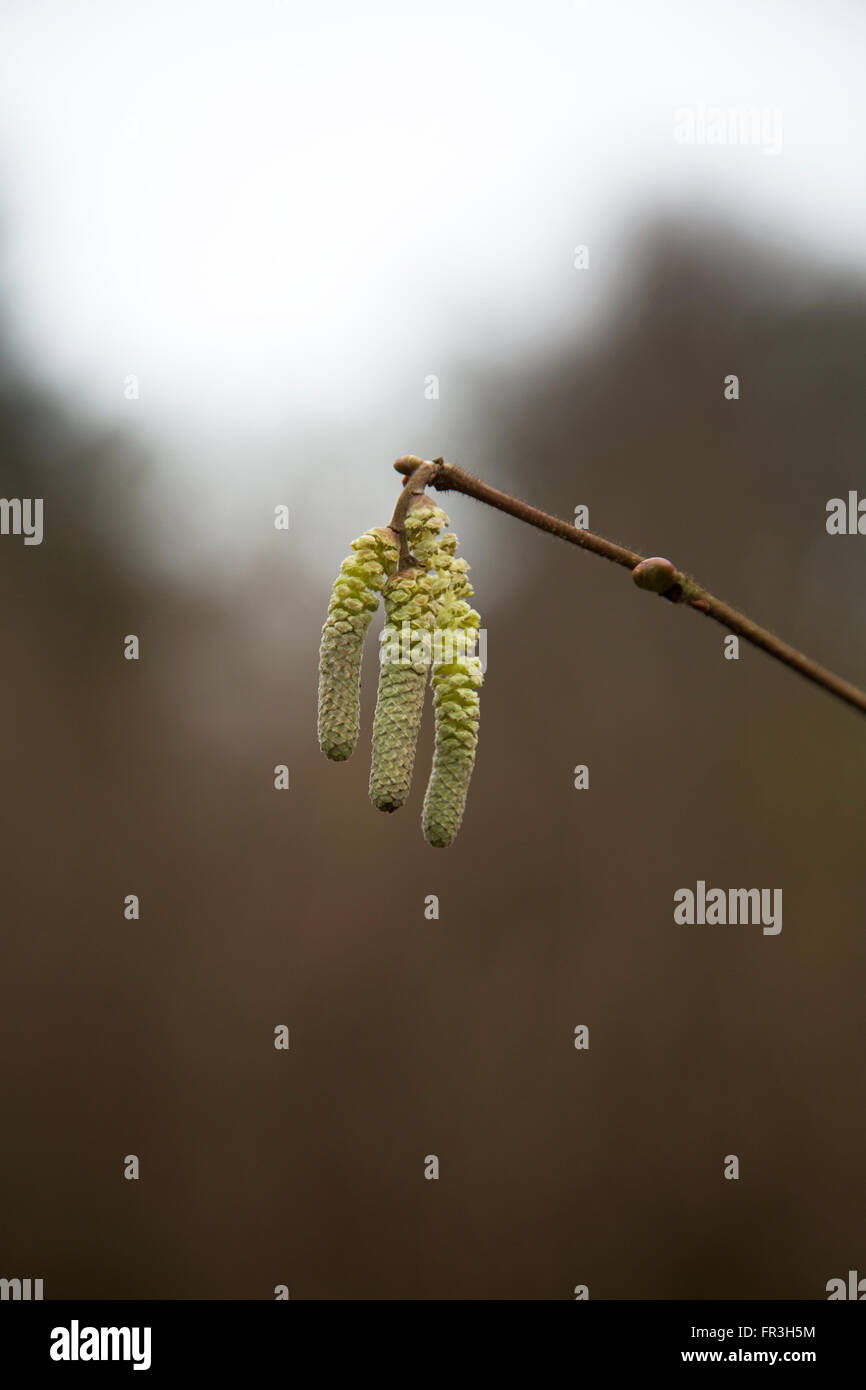 Wind pollination catkin hi-res stock photography and images - Alamy